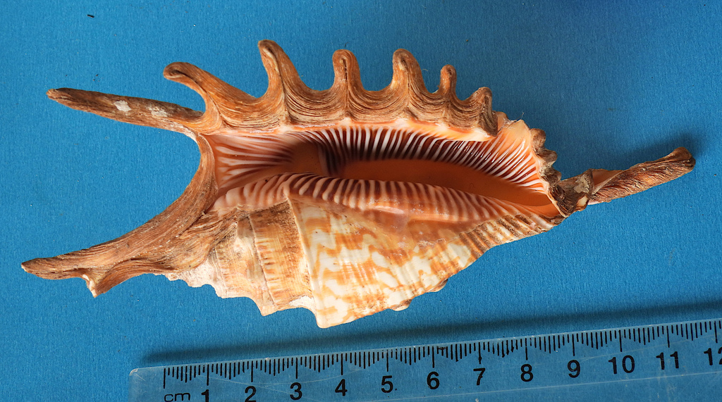 Scorpion Spider Conch from Wasini Island, Kenya on April 17, 1972 at 10 ...