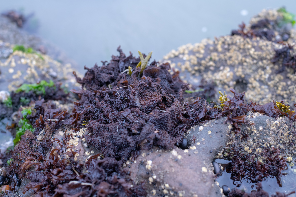 encrusting red algae (Mastocarpus) - Botanical Realm