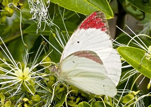 Subspecies Colotis hetaera ankolensis · iNaturalist