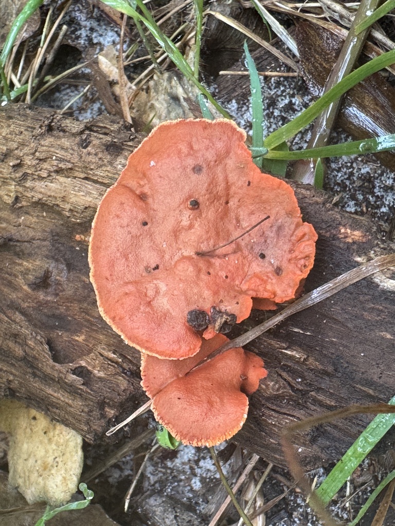 Southern Cinnabar Polypore from Lennox Head, NSW, AU on June 2, 2025 at ...