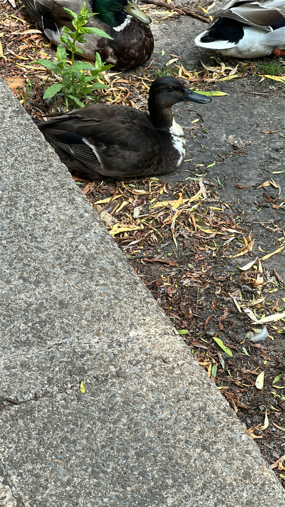 Domestic Mallard from York, England, GB on May 31, 2025 at 01:47 PM by ...