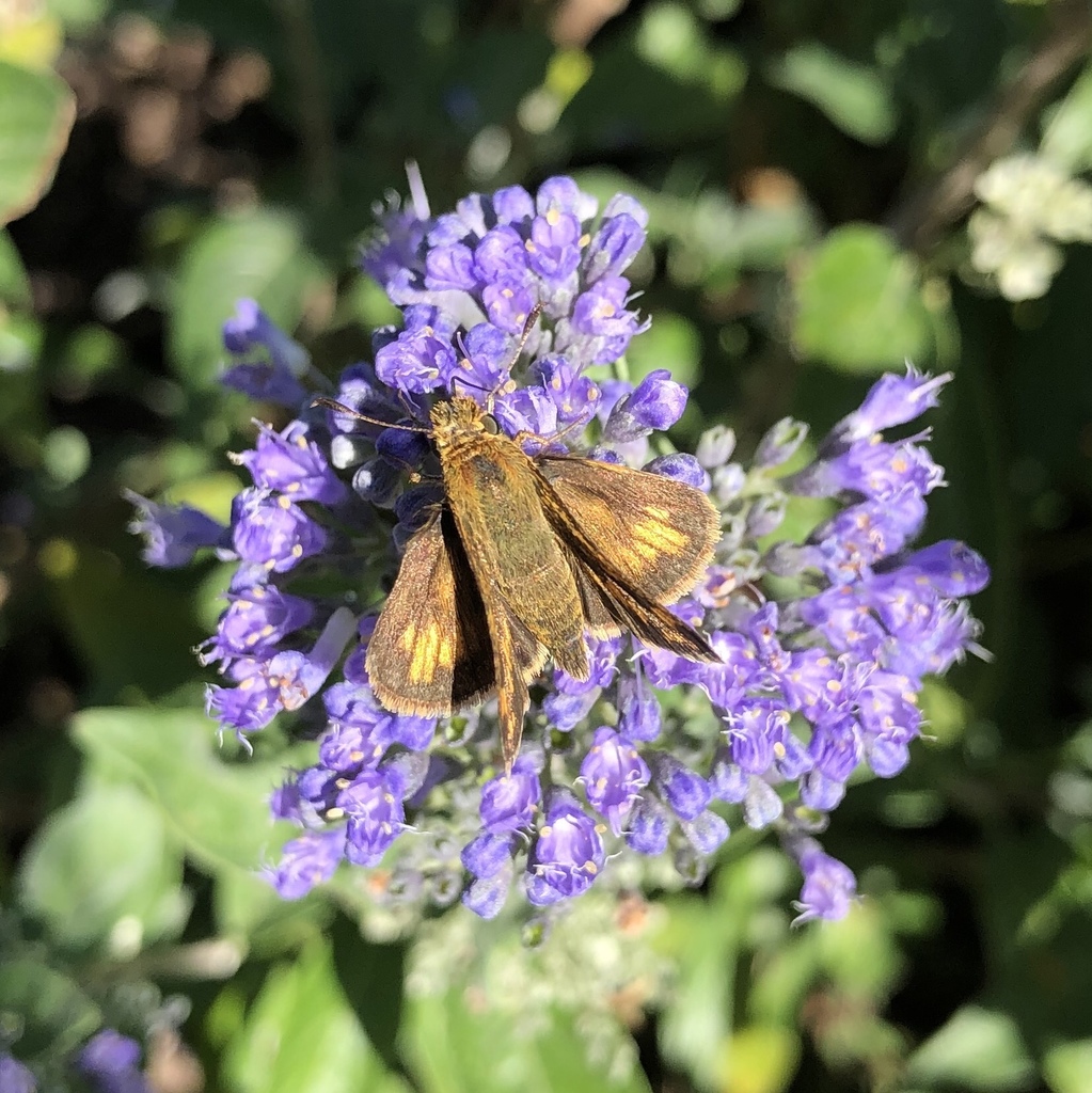Peck's Skipper from Adams-Ricci Community Park, Camp Hill, PA, US on ...