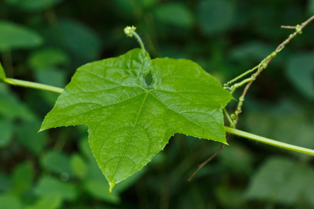 Bur Cucumber (Wildflowers of the Preserve at Shaker Village) · iNaturalist