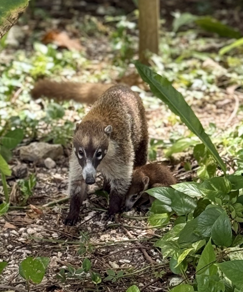 White-nosed Coati from Tulum on June 2, 2025 at 03:36 PM by ...