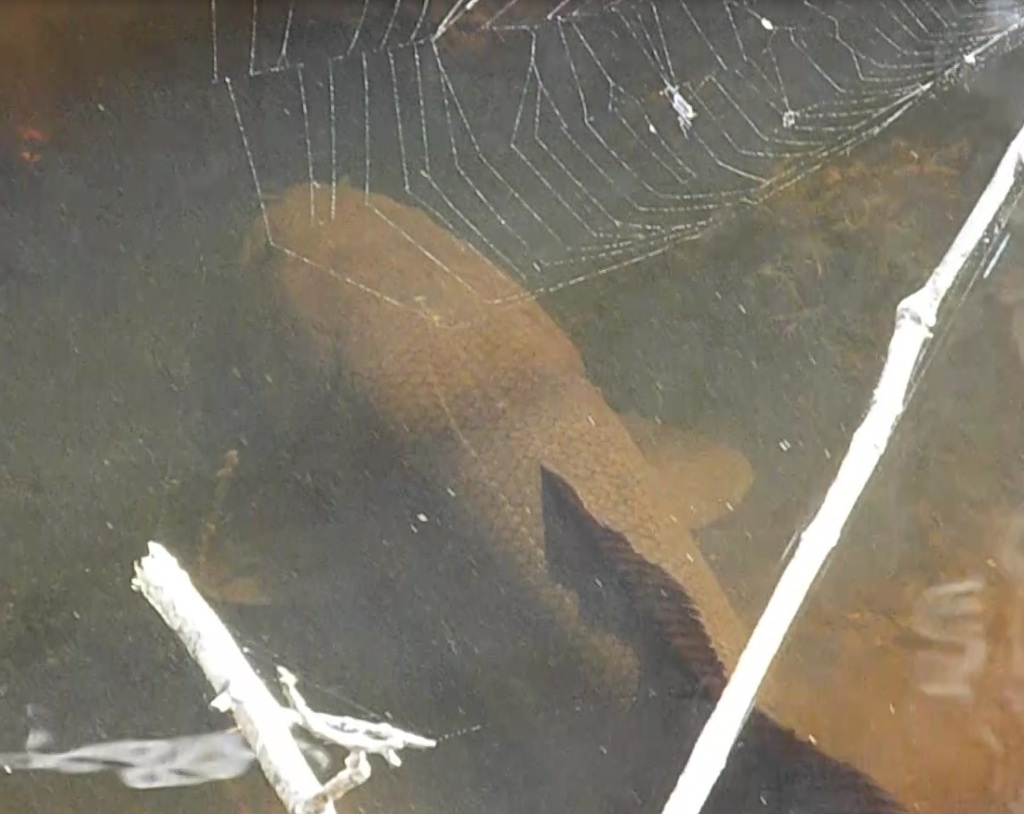 Ruddy Bowfin from Dorchester County, SC, USA on March 18, 2016 at 09:30 ...