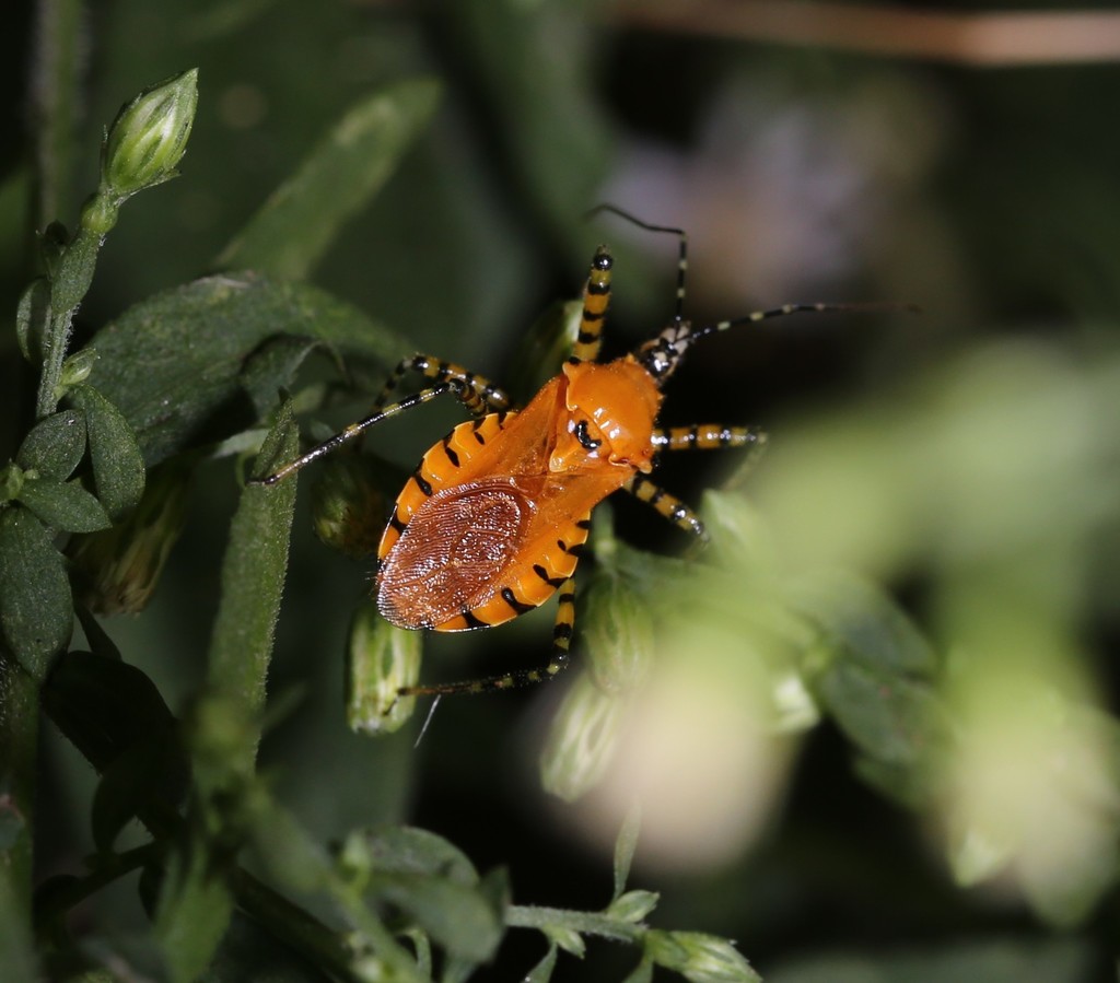 Orange Assassin Bug from Montgomery, Ohio, United States on September ...