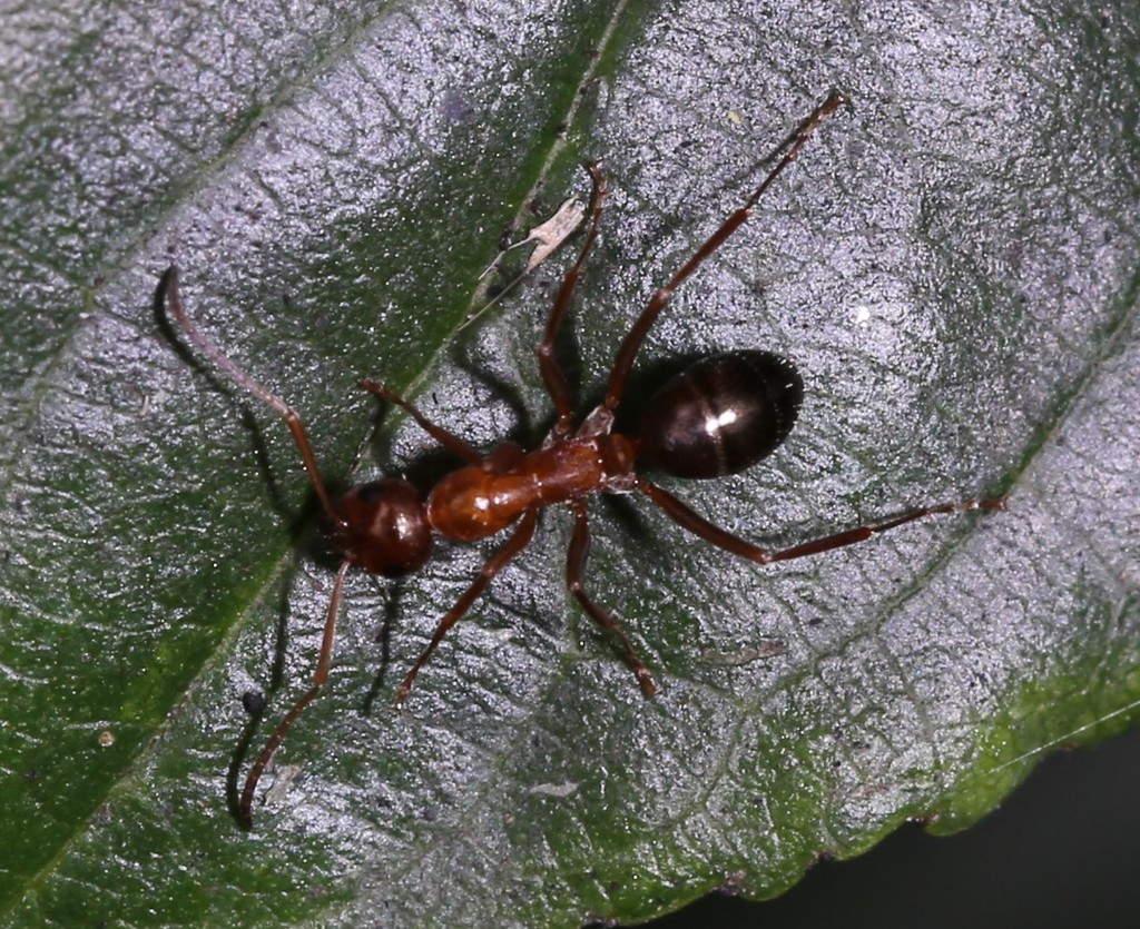 pallidefulva-group Field Ants from Montgomery, Ohio, United States on ...