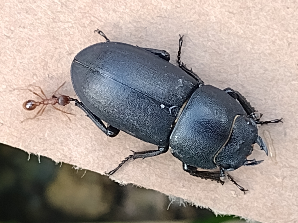 Lesser Stag Beetle from Begbrook Lane, Bristol BS16 1EL, UK on June 02 ...