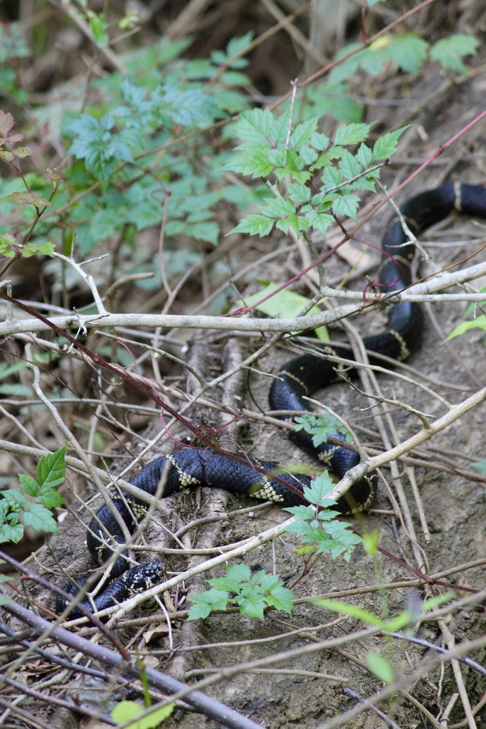 Eastern Kingsnake from Ocmulgee Mounds National Historical Park, Macon ...
