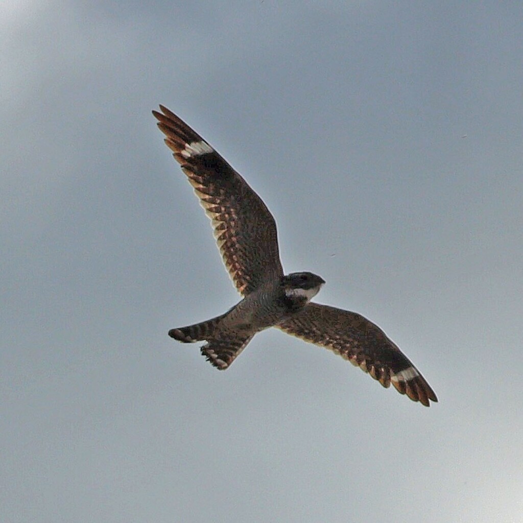 Lesser Nighthawk from Canoa Ranch, AZ, USA on June 2, 2025 at 07:40 AM ...