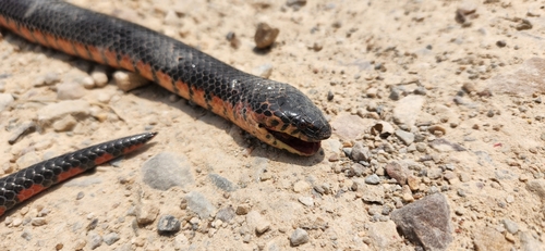 Western Mudsnake (Farancia abacura reinwardtii) - Snakes and Lizards
