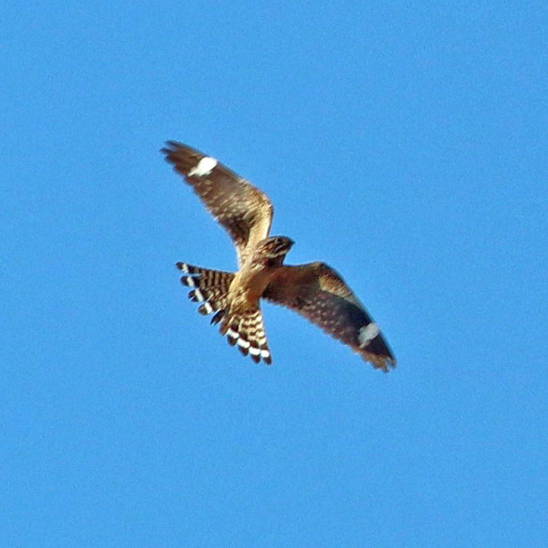 Lesser Nighthawk from Canoa Ranch, AZ, USA on June 2, 2025 at 08:31 AM ...