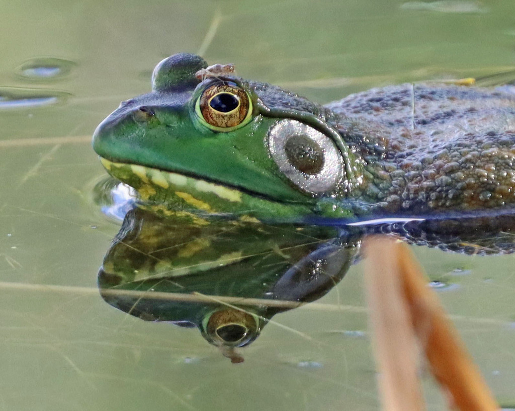 American Bullfrog from Canoa Ranch, AZ, USA on June 02, 2025 at 08:34 ...