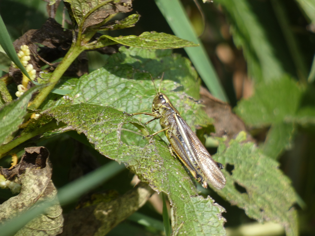 Striped Sedge Grasshopper from Grant County, WI, USA on September 14 ...