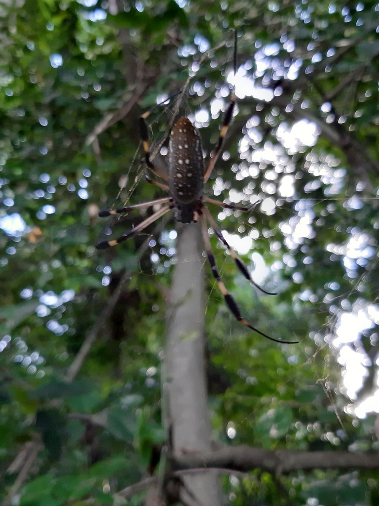 Golden Silk Spider from San Antonio de Oriente, Honduras on September 7 ...