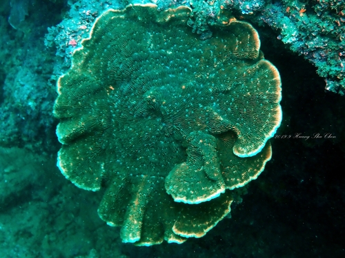 Lithophyllon undulatum · iNaturalist