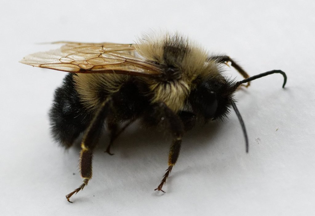 Lemon Cuckoo Bumble Bee from Grand Isle, VT 05458, USA on September 15 ...