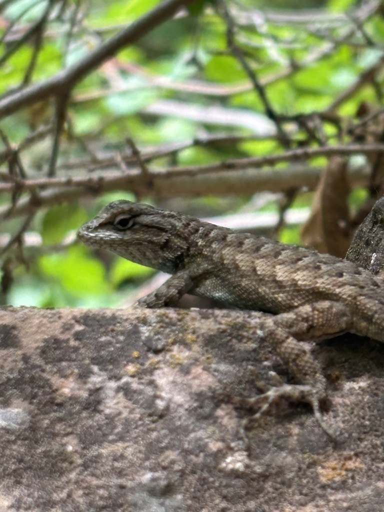 Plateau Fence Lizard from Moab, UT, US on June 02, 2025 at 02:53 PM by ...