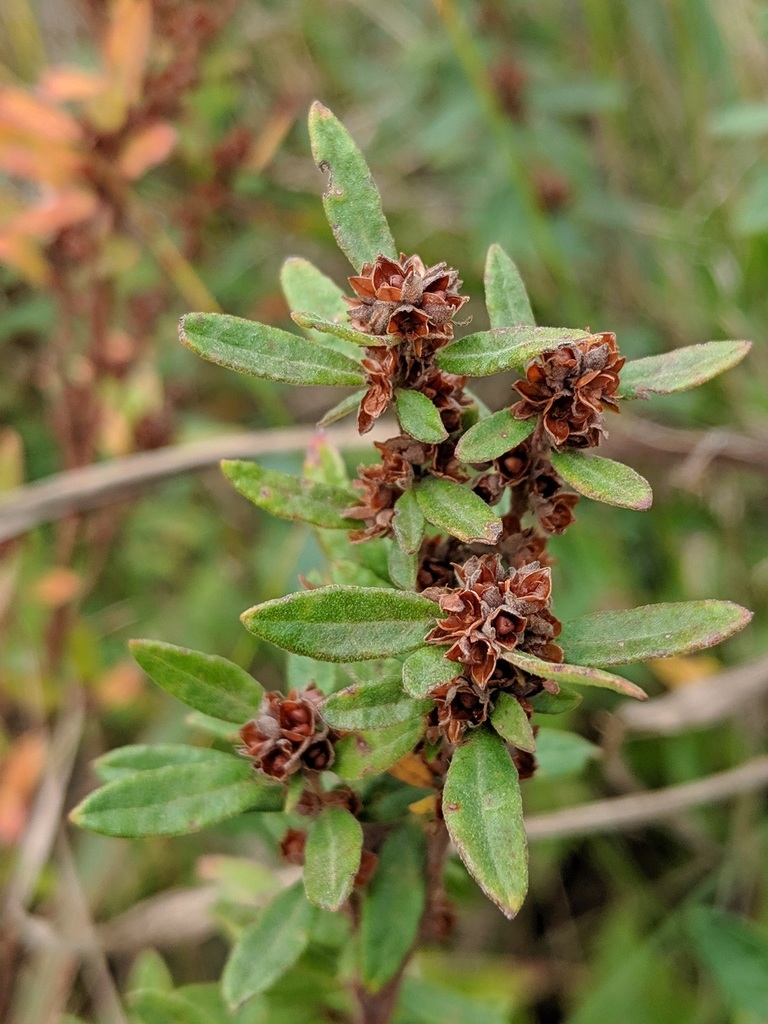 plains frostweed in September 2019 by Pat Deacon · iNaturalist