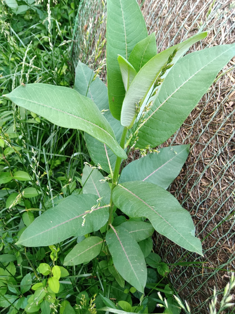 common milkweed in June 2025 by skylar_schell. There were a few plants ...