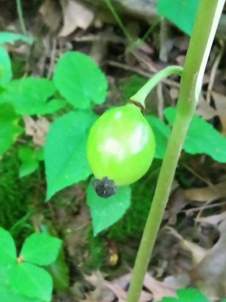 mayapple in June 2025 by skylar_schell. Starting to get shaded out ...