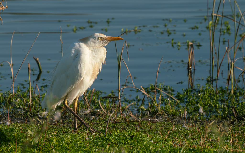 Western Cattle-Egret from San Joaquin Marsh, Irvine, CA 92612, USA on ...