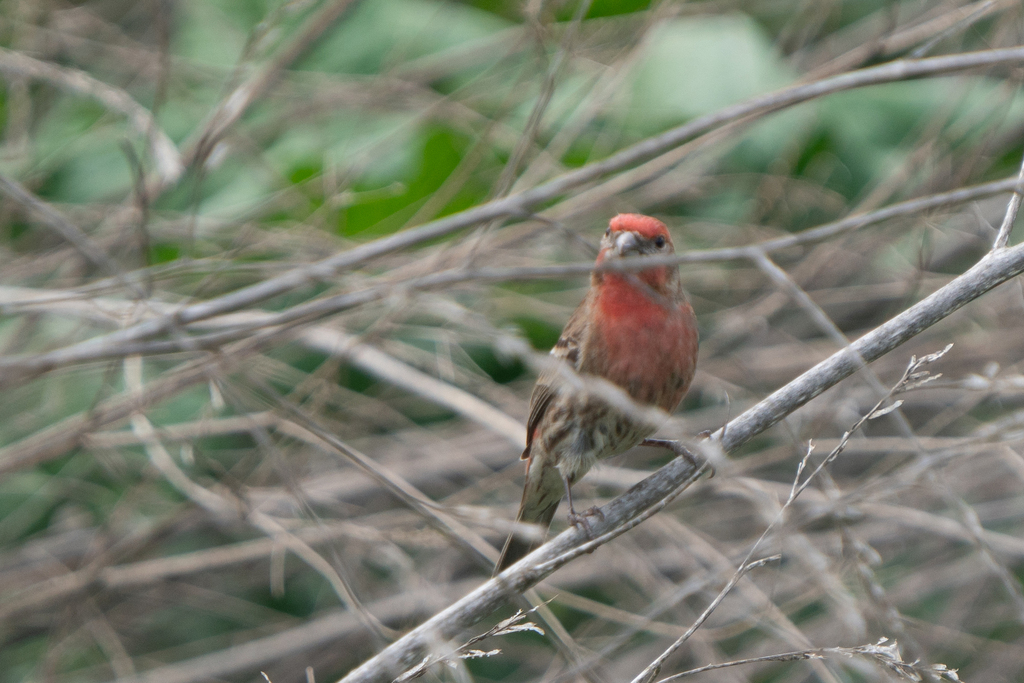 House Finch from San Joaquin Marsh, Irvine, CA 92612, USA on February ...