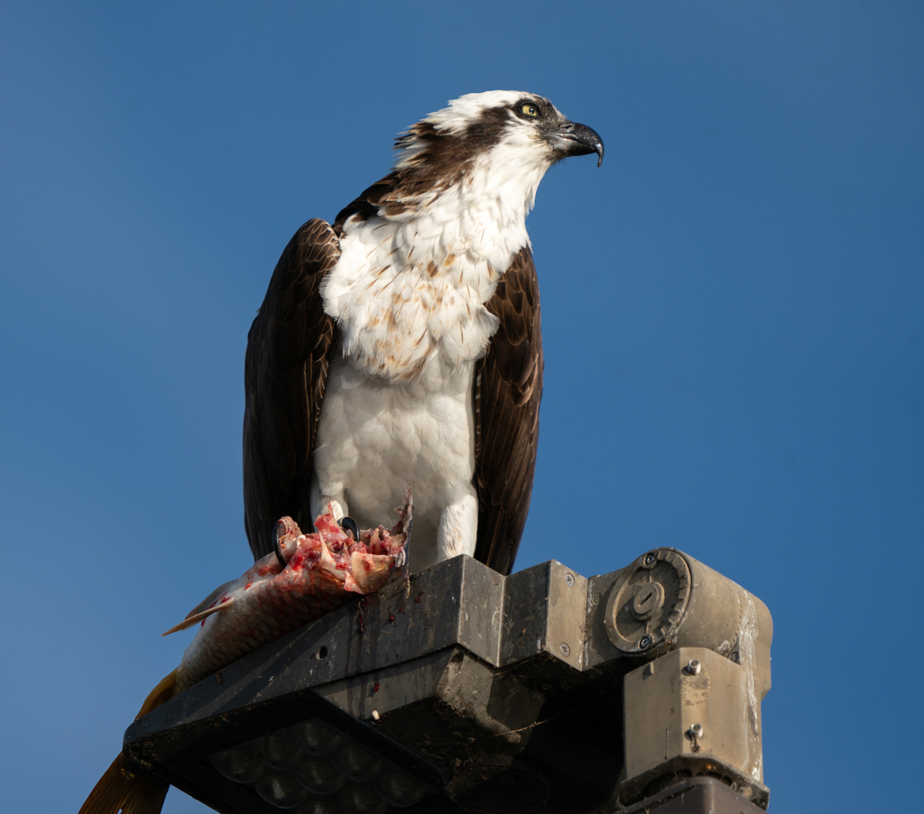 Osprey from San Joaquin Marsh, Irvine, CA 92612, USA on January 14 ...