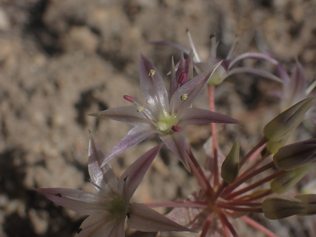Allium atrorubens - Our Native Plants