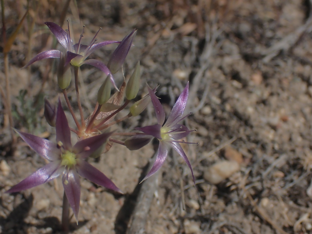 Allium atrorubens - Our Native Plants