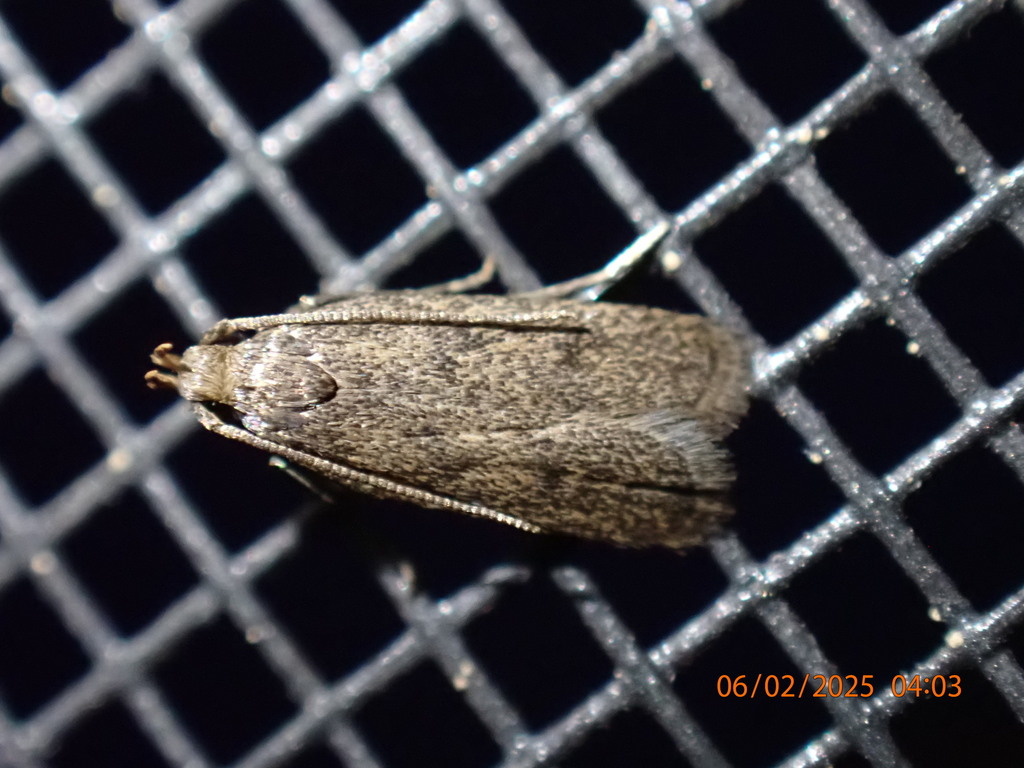 Juniper Tip Moth from Dunedin, FL, USA on June 02, 2025 at 04:03 AM by ...
