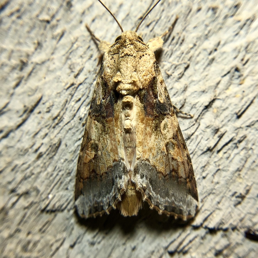 Velvet Armyworm Moth from Pleasant Hill Rd, Midway, AL, US on September ...