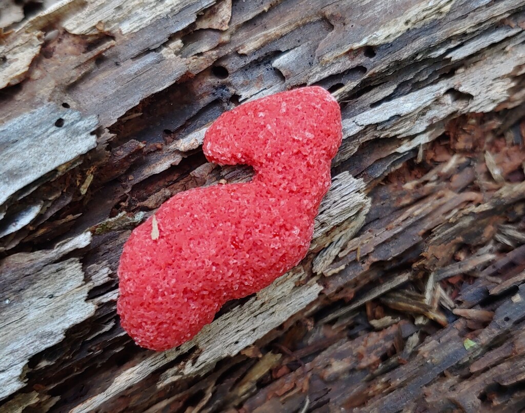 Red Raspberry Slime Mold from DeKalb, Georgia, United States on June 2 ...