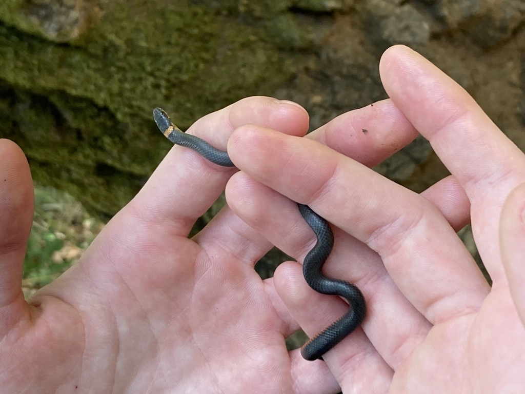Ring-necked Snake from Lower Jack Rabbit Group Picnic Area, Jackrabbit ...