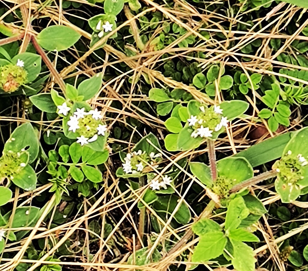 Tropical Mexican Clover from Hilochee WMA Osprery Unit on June 2, 2025 ...