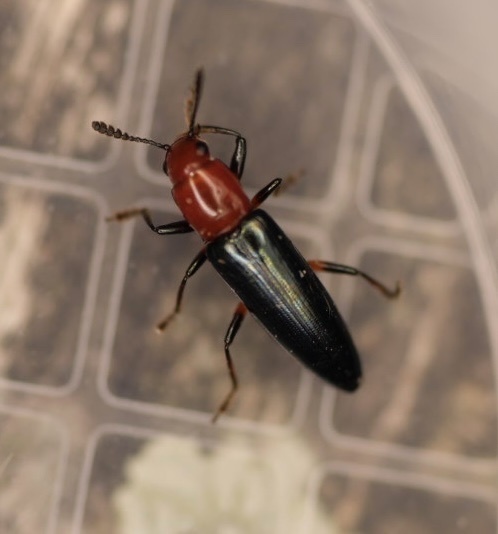 Clover Stem Borer from Highland Rd, Baton Rouge, LA, US on June 2, 2025 ...