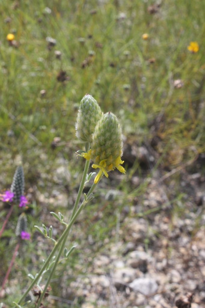 Golden Prairie Clover from Wise County, TX, USA on June 2, 2025 at 12: ...