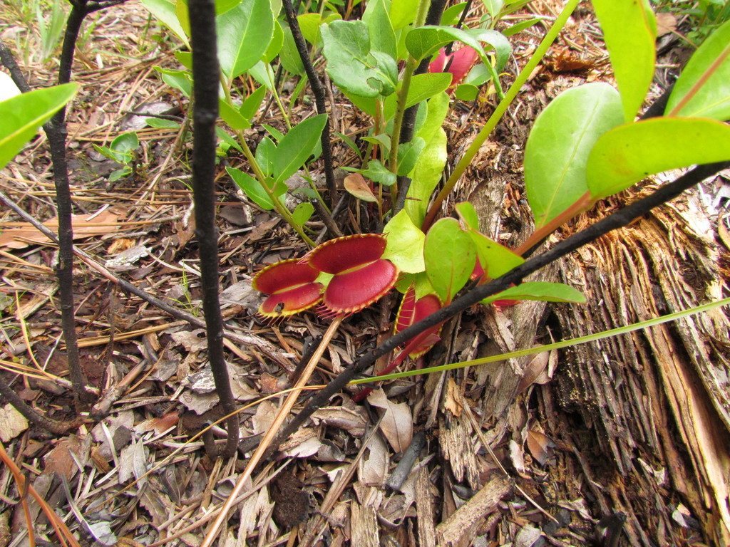 Venus flytrap in June 2015 by davidenrique · iNaturalist