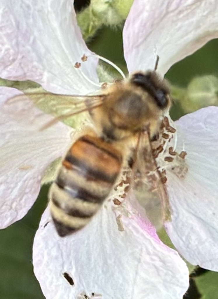 Western Honey Bee from S Holden St, Seattle, WA, US on June 2, 2025 at ...