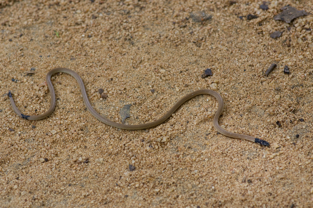 Sri Lankan Coralsnake (Reptiles of Sri Lanka) · iNaturalist