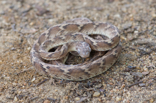 Subspecies Boiga trigonata trigonata · iNaturalist