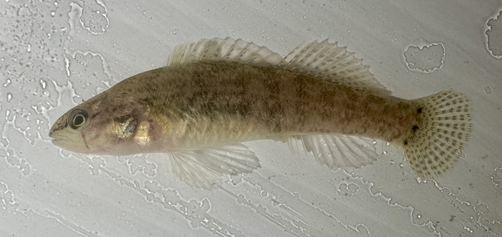 Spottail Darter (Etheostoma squamiceps) - Marine Life Identification