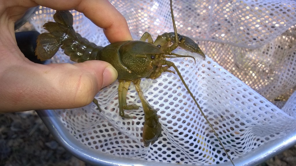 Variable Crayfish from Pickens County, SC, USA on March 4, 2016 at 02: ...