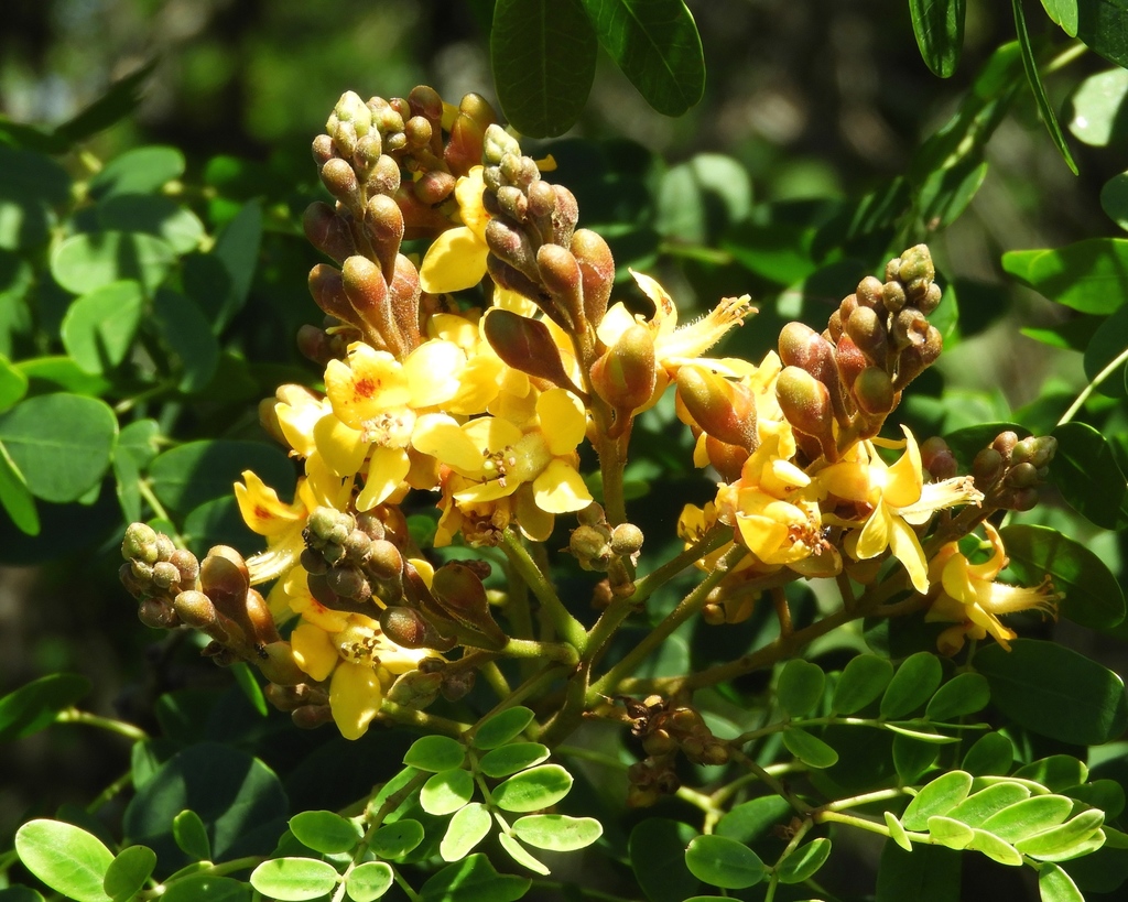 (Libidibia sclerocarpa) - Botanical Realm