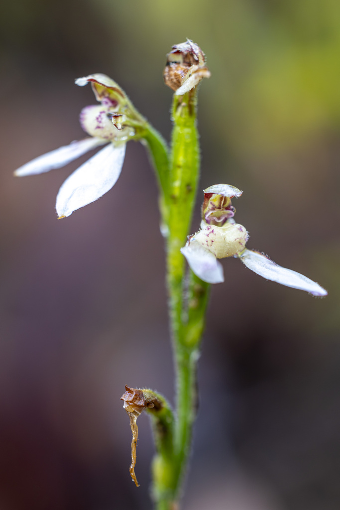 Scarp bunny orchid in May 2025 by Clarissa Human · iNaturalist
