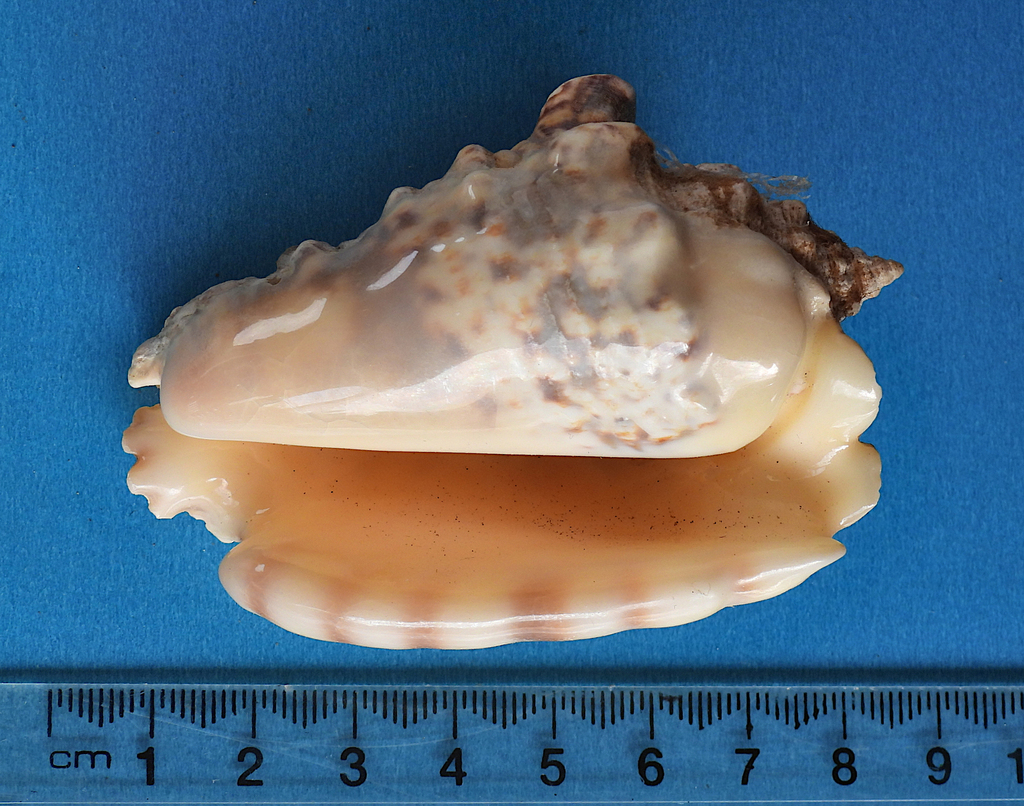 Silver Conch from Diani Beach, Ukunda, Kenya on November 3, 1971 at 12: ...