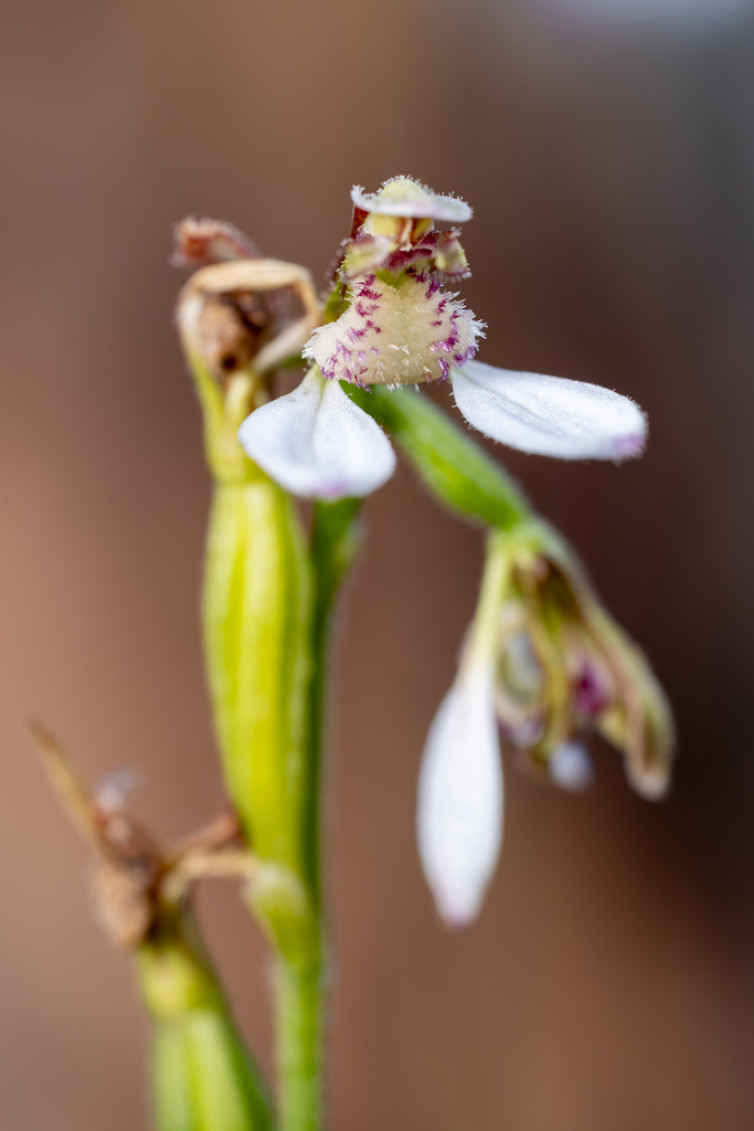 Scarp bunny orchid in June 2025 by Clarissa Human · iNaturalist