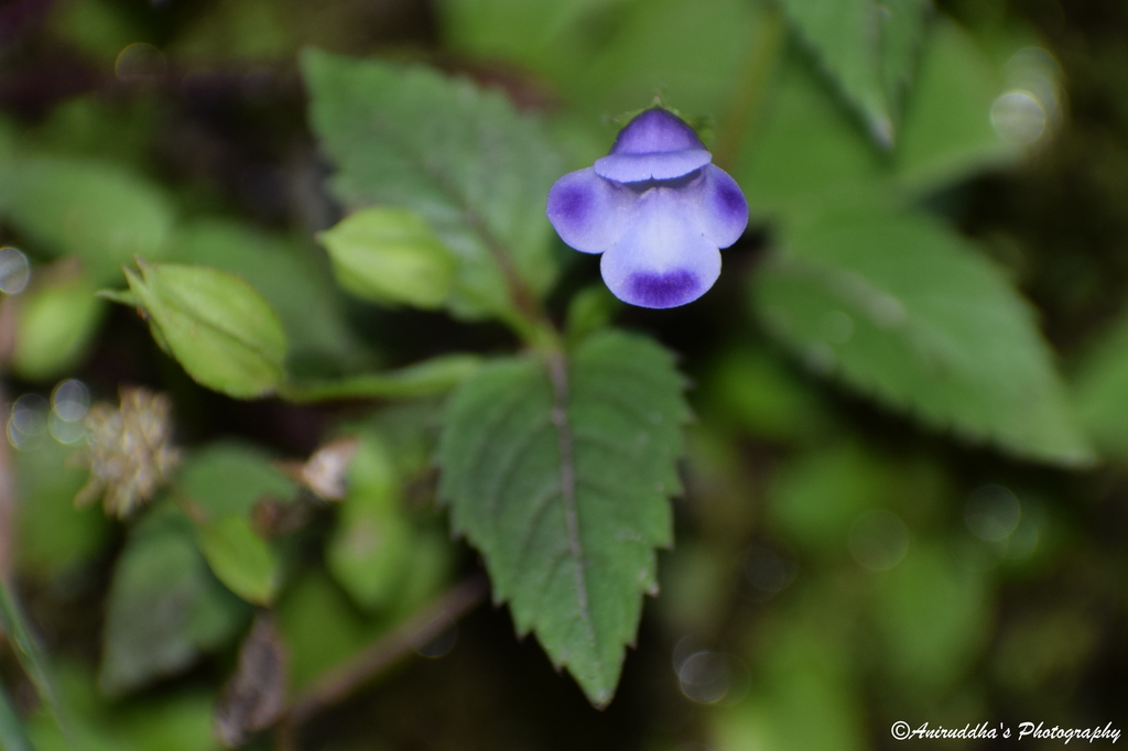 lindernia family (Linderniaceae (False-pimpernel) of the Pacific ...