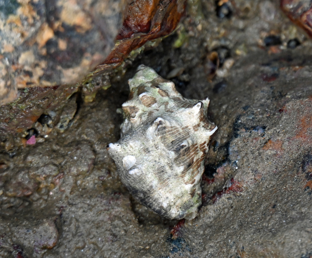 Chestnut Rock Shell from Emu Park QLD, Australia on May 27, 2025 at 03: ...