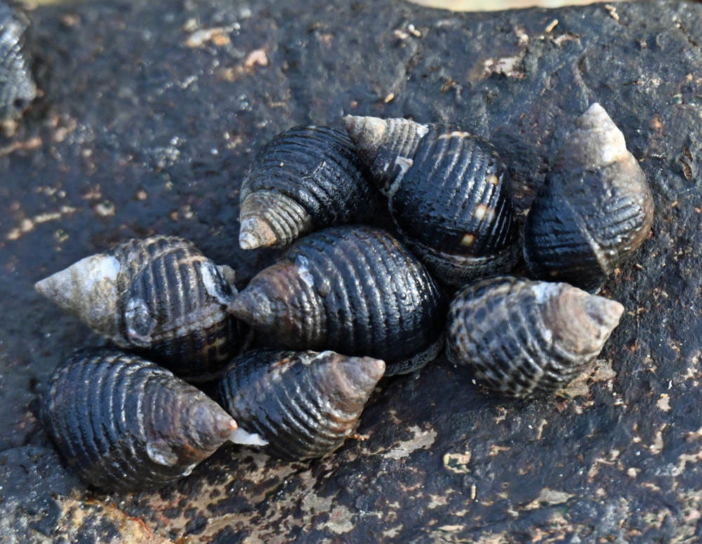 Tropical Periwinkle from Emu Park QLD, Australia on May 27, 2025 at 03: ...